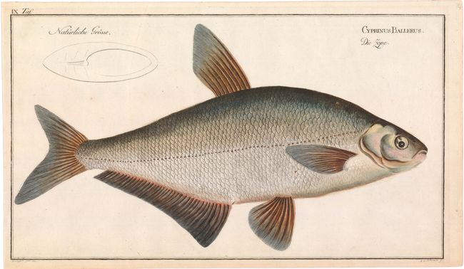 Old World Auctions - Auction 141 - Lot 719 - Cyprinus Ballerus. Die Zope